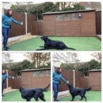 Training Hand 'Touch' Cue - Yes! Good Dog